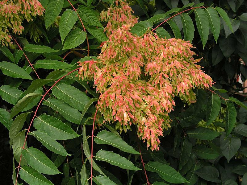 Damn Arbor: Invasive species: Ailanthus altissima (tree of heaven)