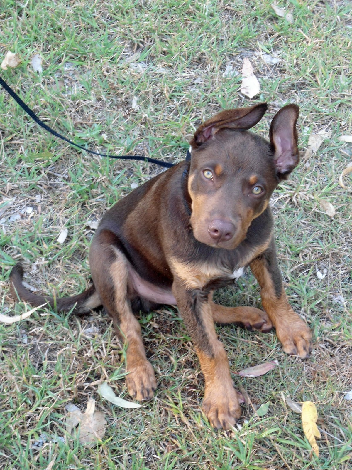 The Dogs of Outback Dog Training - Akuma