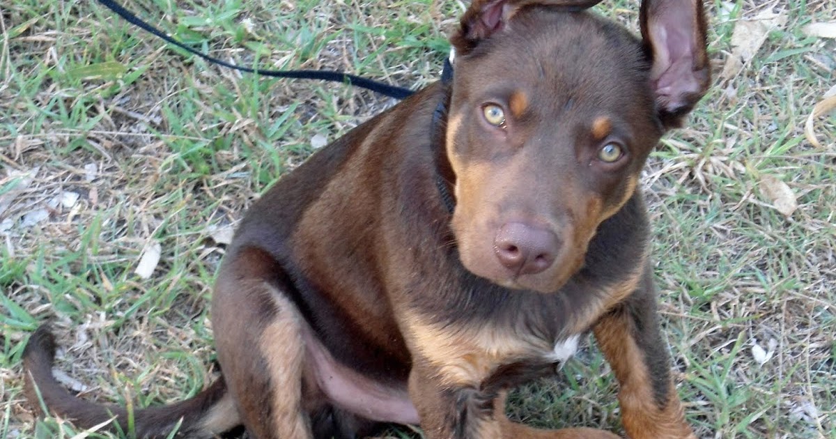 The Dogs of Outback Dog Training - Akuma