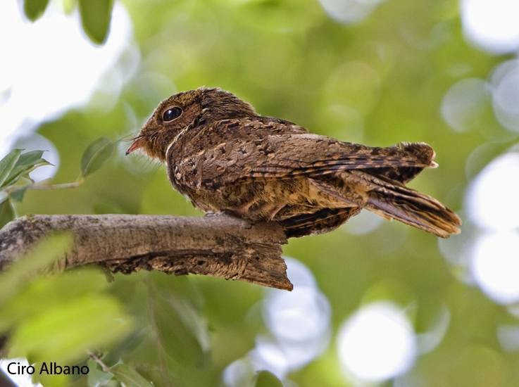 Argentina nativa: Atajacaminos colorado (Antrostomus rufus)