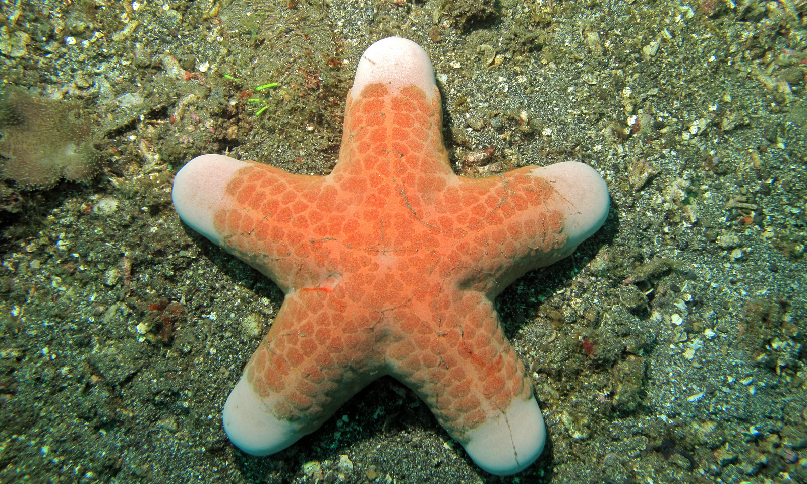 Real Monstrosities: Granulated Starfish