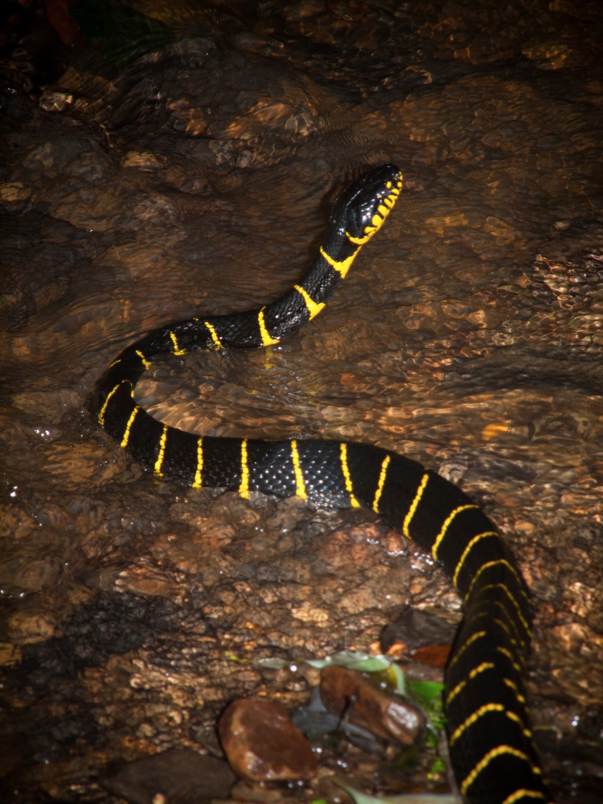 Sticky Rice Travel - Photostream: Snakes of Borneo