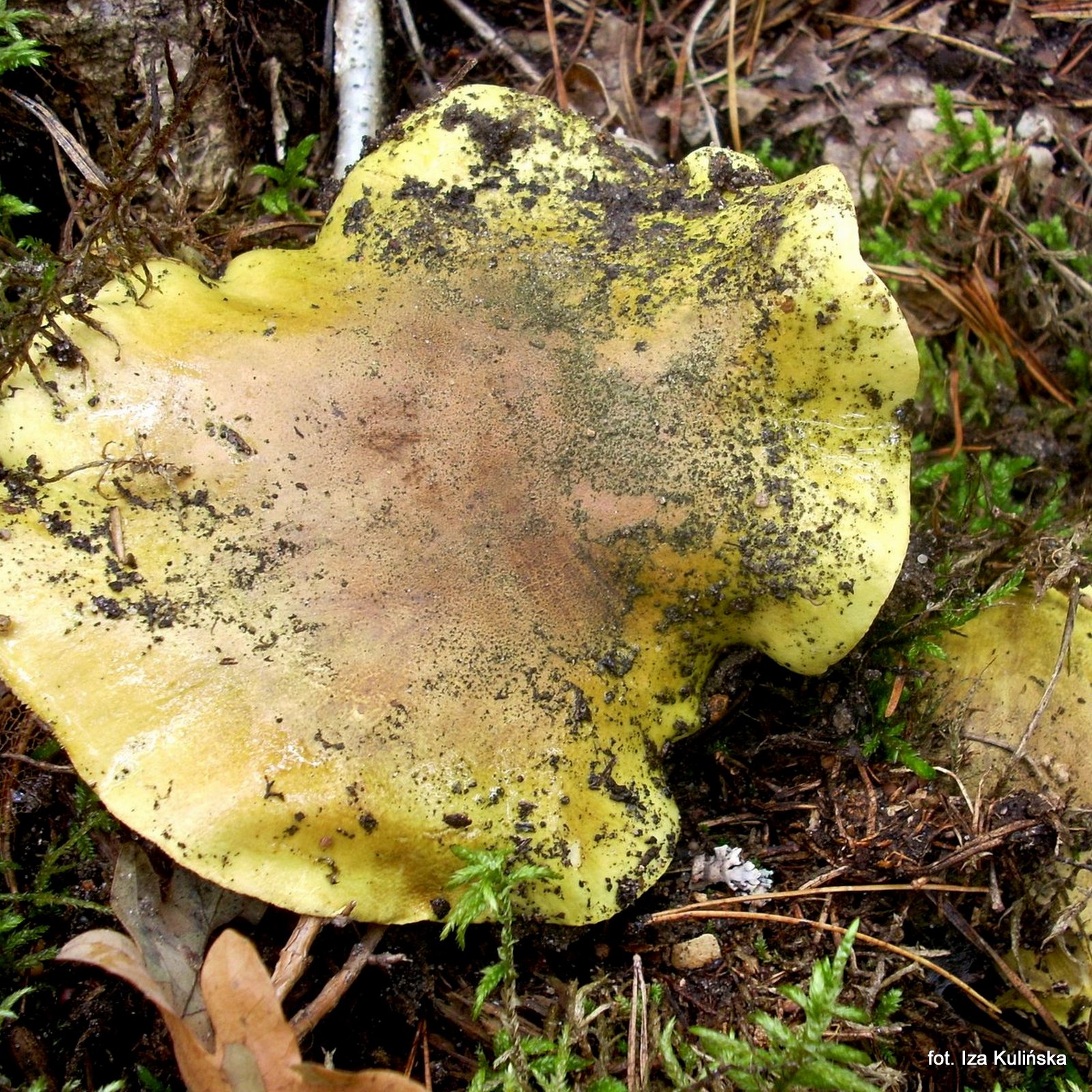 Gąska zielonka - prośnianka, zieleniatka | Smaczna Pyza