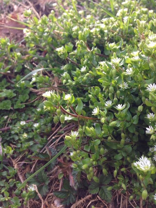 The Sparrow Chef: Edible Spring Weeds