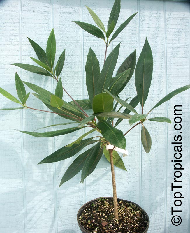 Rudraksha Cilacap: Jenitri (Elaeocarpus ganitrus)