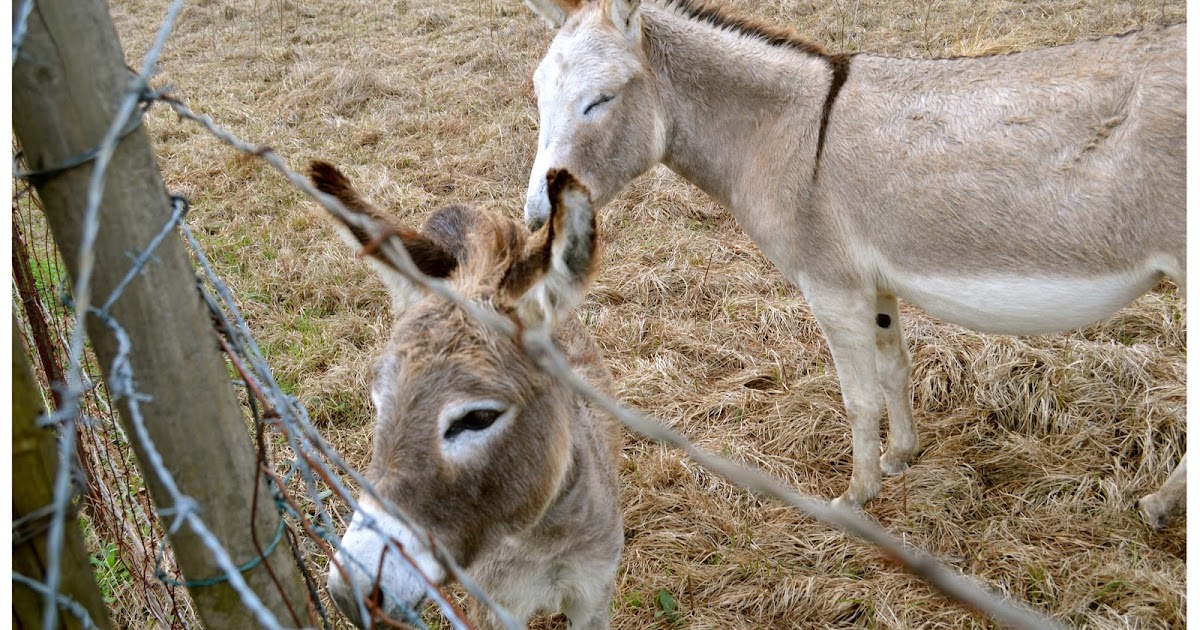 Two Men and a Little Farm: DONKEYS FRUIT TREES AND HARVESTING