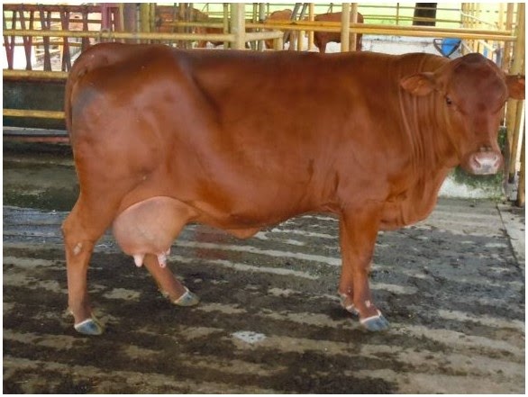 Generalidades de la Ganadería Bovina.: Senepol