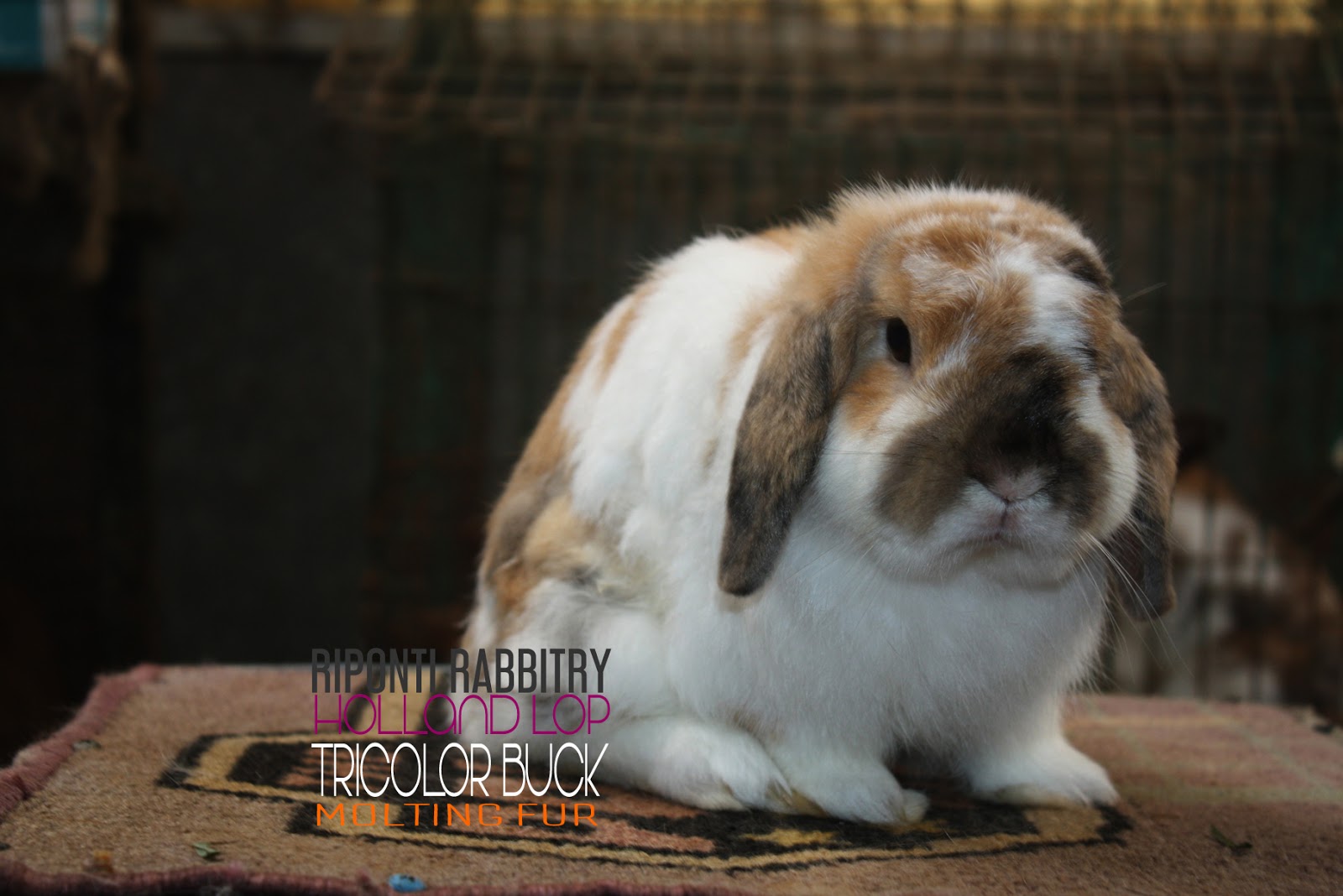 KELINCI Jual Peternakan RABBIT Perkelincian