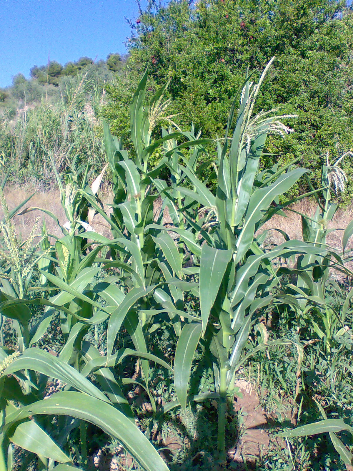 Aventuras en la Palma d´Ebre: EL MAIZAL
