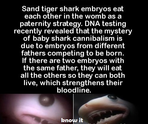 know it: sand tiger shark embryonic cannibalism