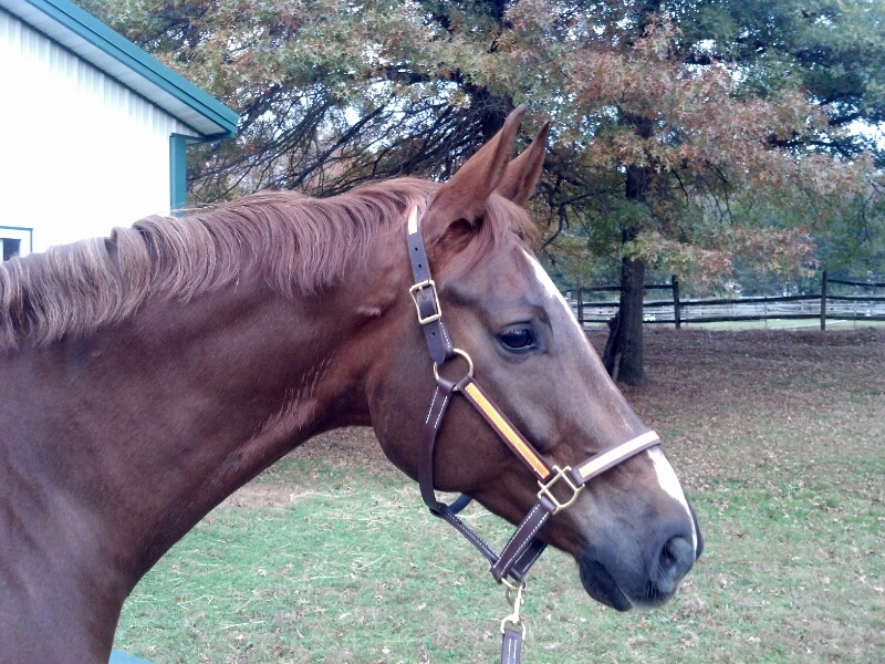 Behind the Bit: Beta Biothane halters: A big thumbs up!