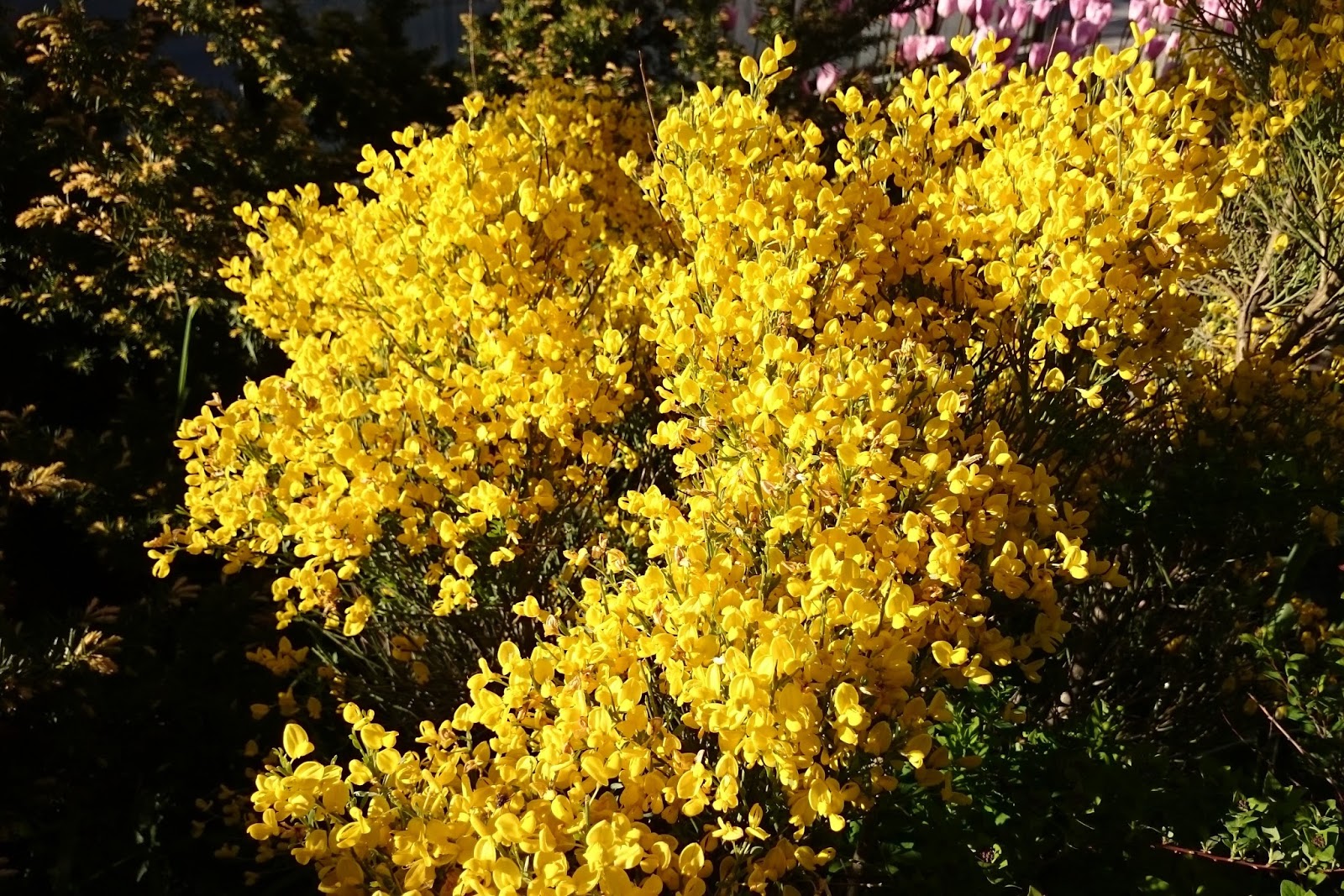 Min favorittfarge: Gul! (Blommig fredag)