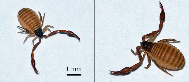 Flora Urbana: Chelifer cancroides, pseudoscorpion de salon