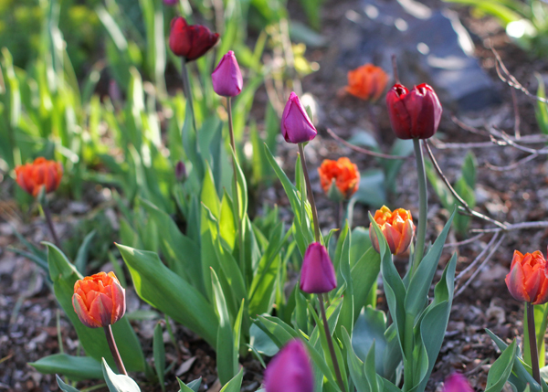 VW Garden: Spring Tulips