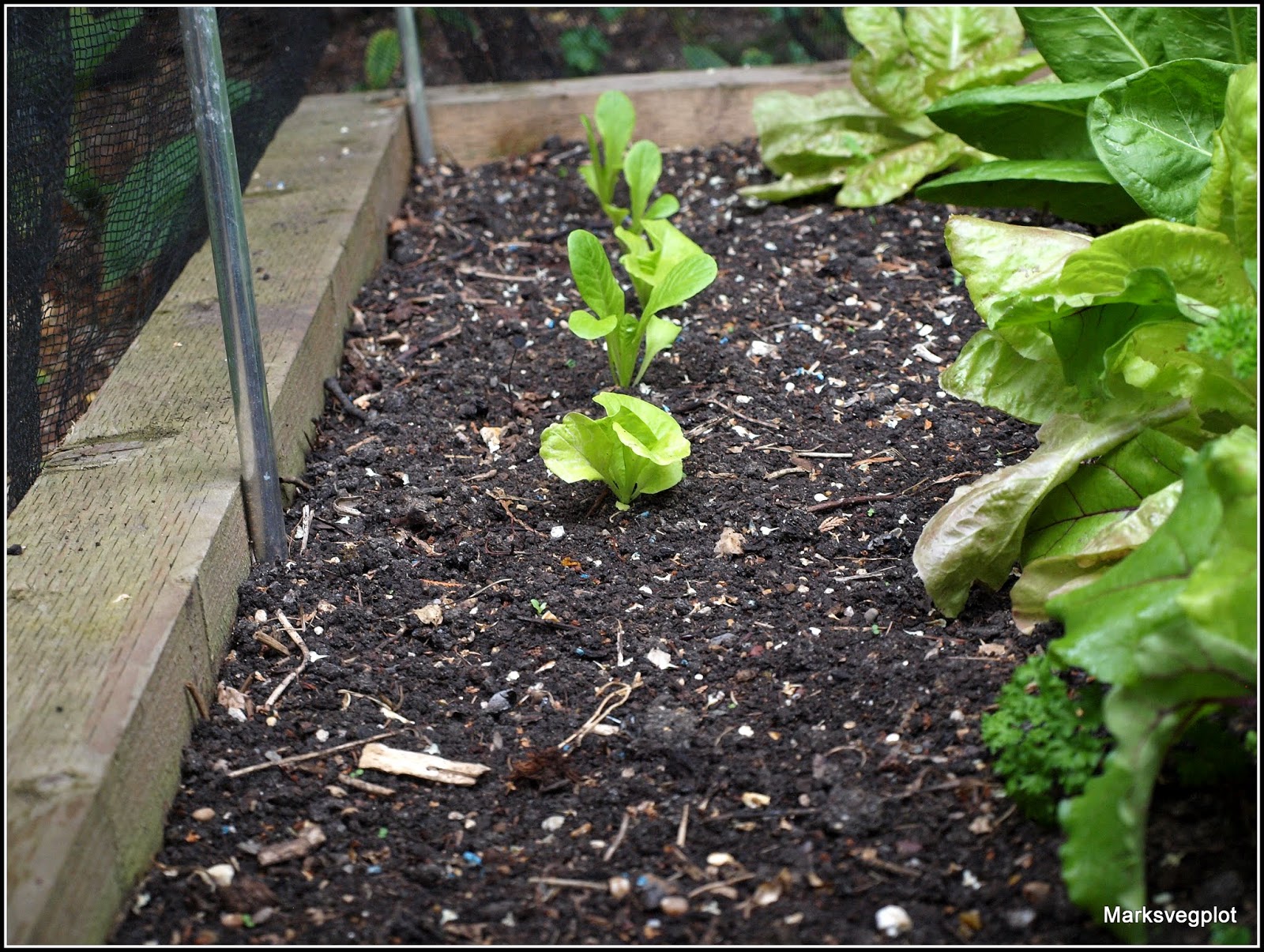 Mark's Veg Plot: Coming soon...