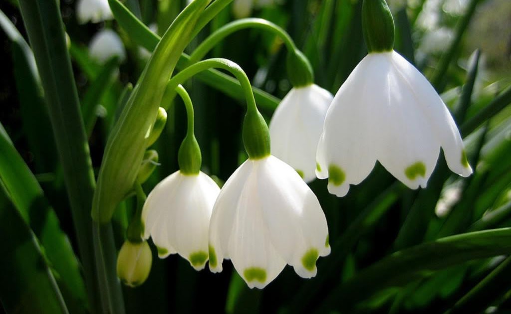 1 Martie martisor - poze si imagini | Lumea florilor