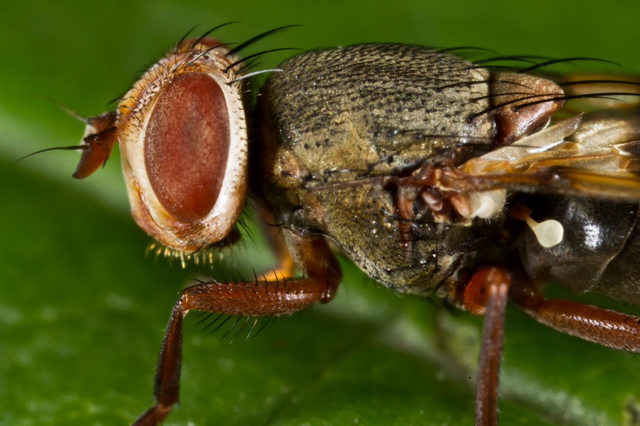 Harvey's Spiders n Stuff: Picture-winged Fly - Ceroxys latiusculus