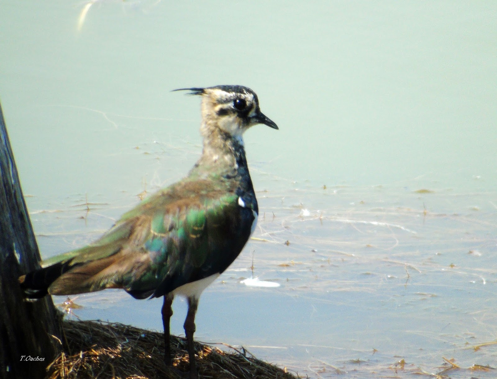 PASARI DIN ROMANIA: NAGAT, Vanellus vanellus