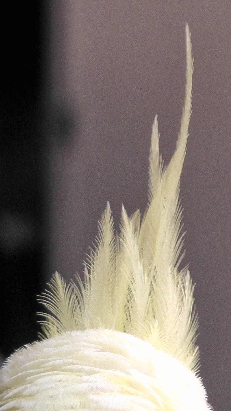 The Nature Geek: Feathers: Form Fits Function