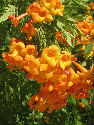 Greens Keeper Landscape Maintenance, LLC: Plant of the Week - Orange ...