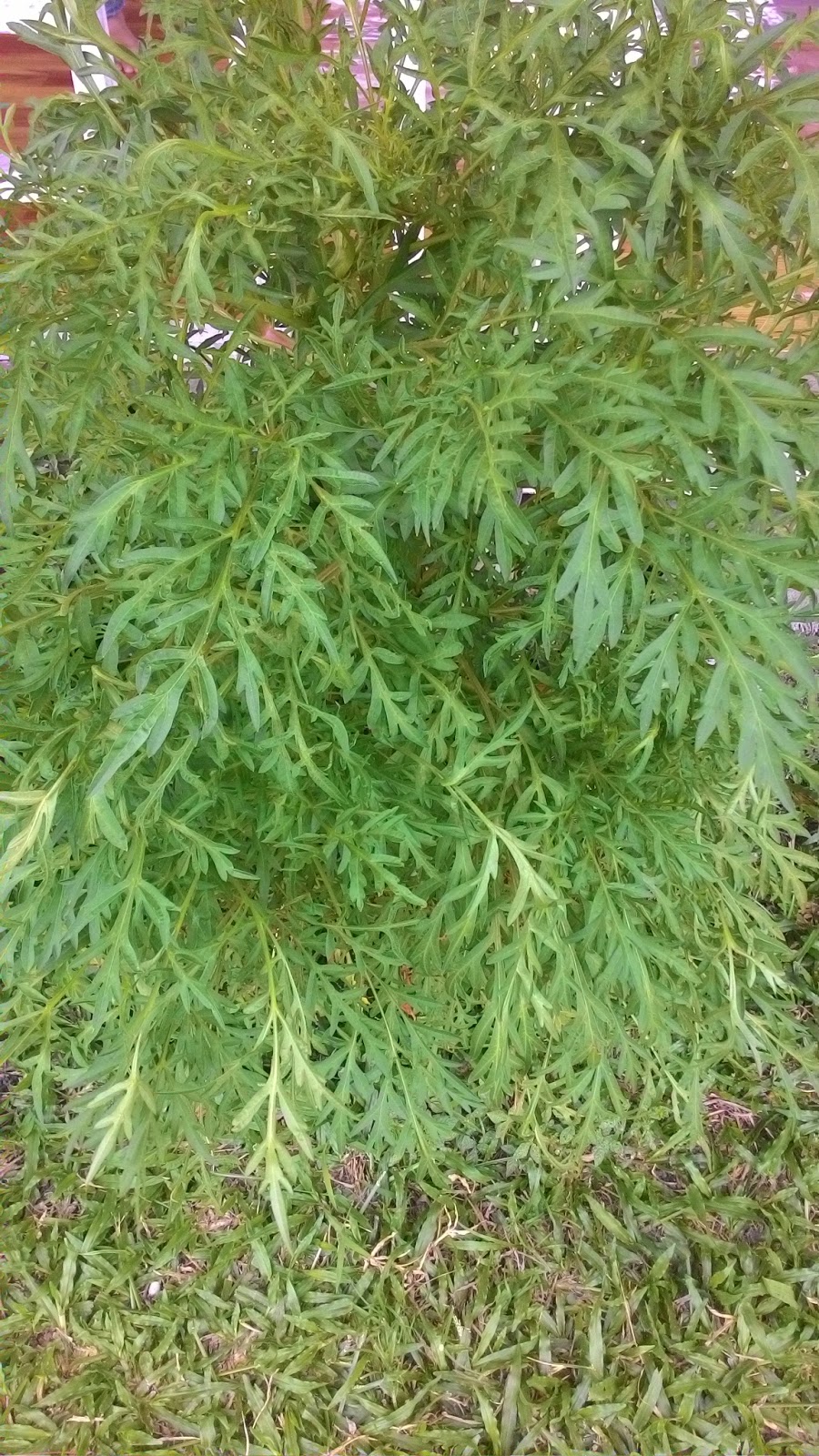 jambi akses: Manfaat Daun Suring / Kenikir