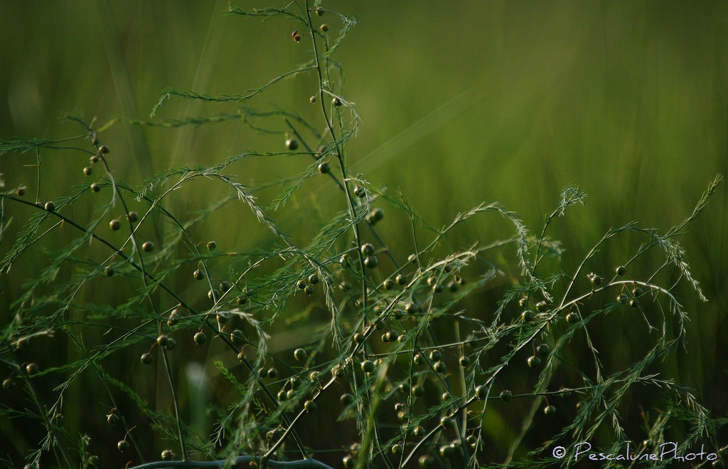 Flore de Camargue: Asparagus officinalis, Asperge officinale