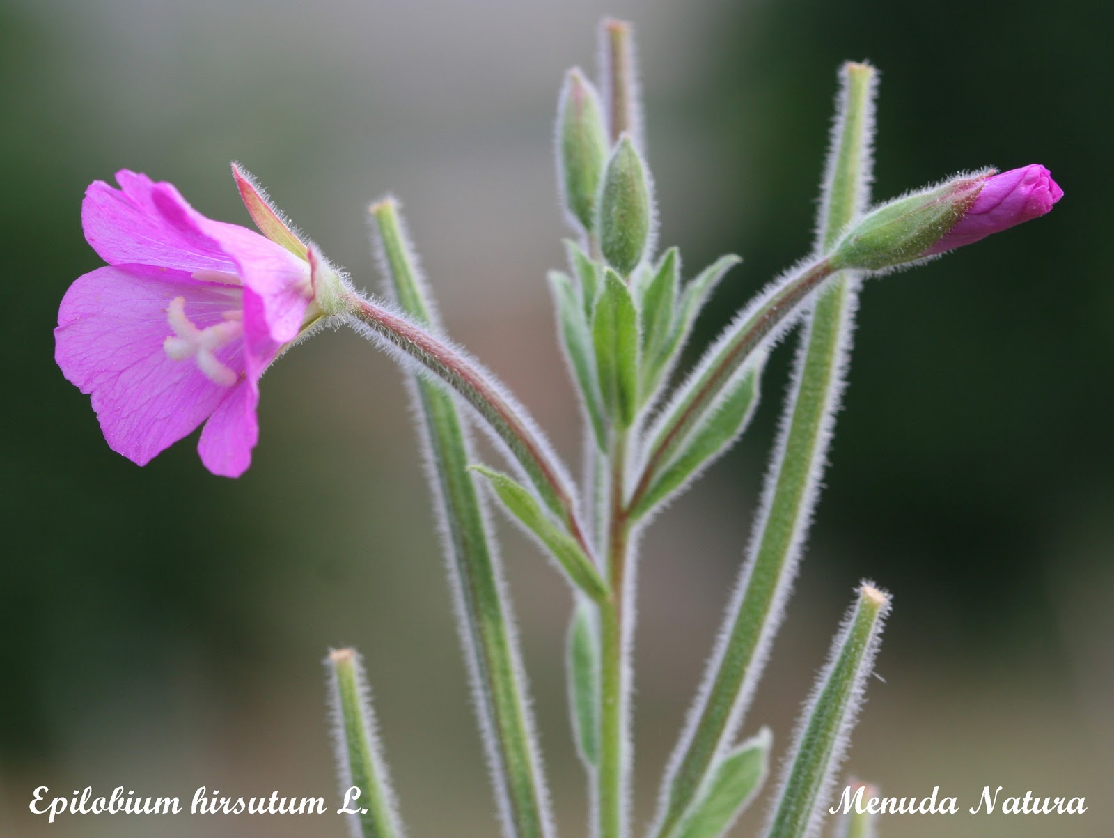 Menuda Natura: Epilobium hirsutum L.