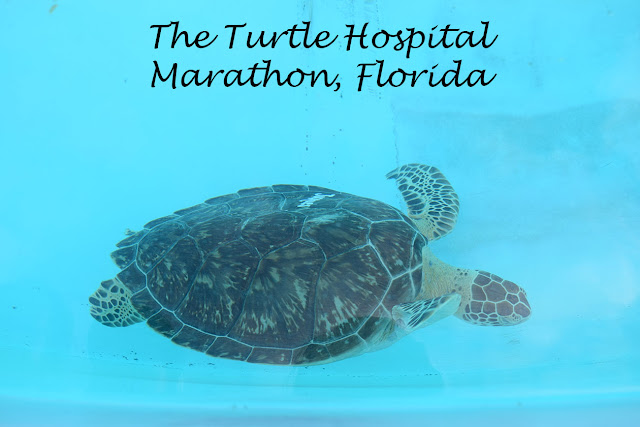 The Turtle Hospital in Marathon, Florida - Floradise