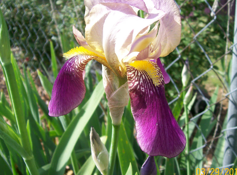 Amateur Gardener: Heirloom Iris And Other Things Blooming In The Garden ...