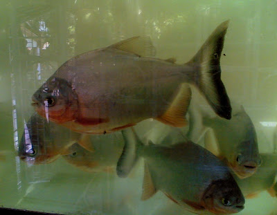 Living with Nature - School on Blog by Dr. Abercio V. Rotor: Hobby ...