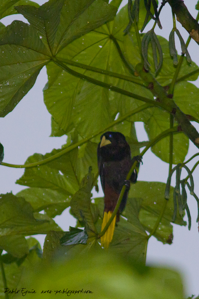 mis fotos de aves: Psarocolius decumanus Yapú Crested Oropendola