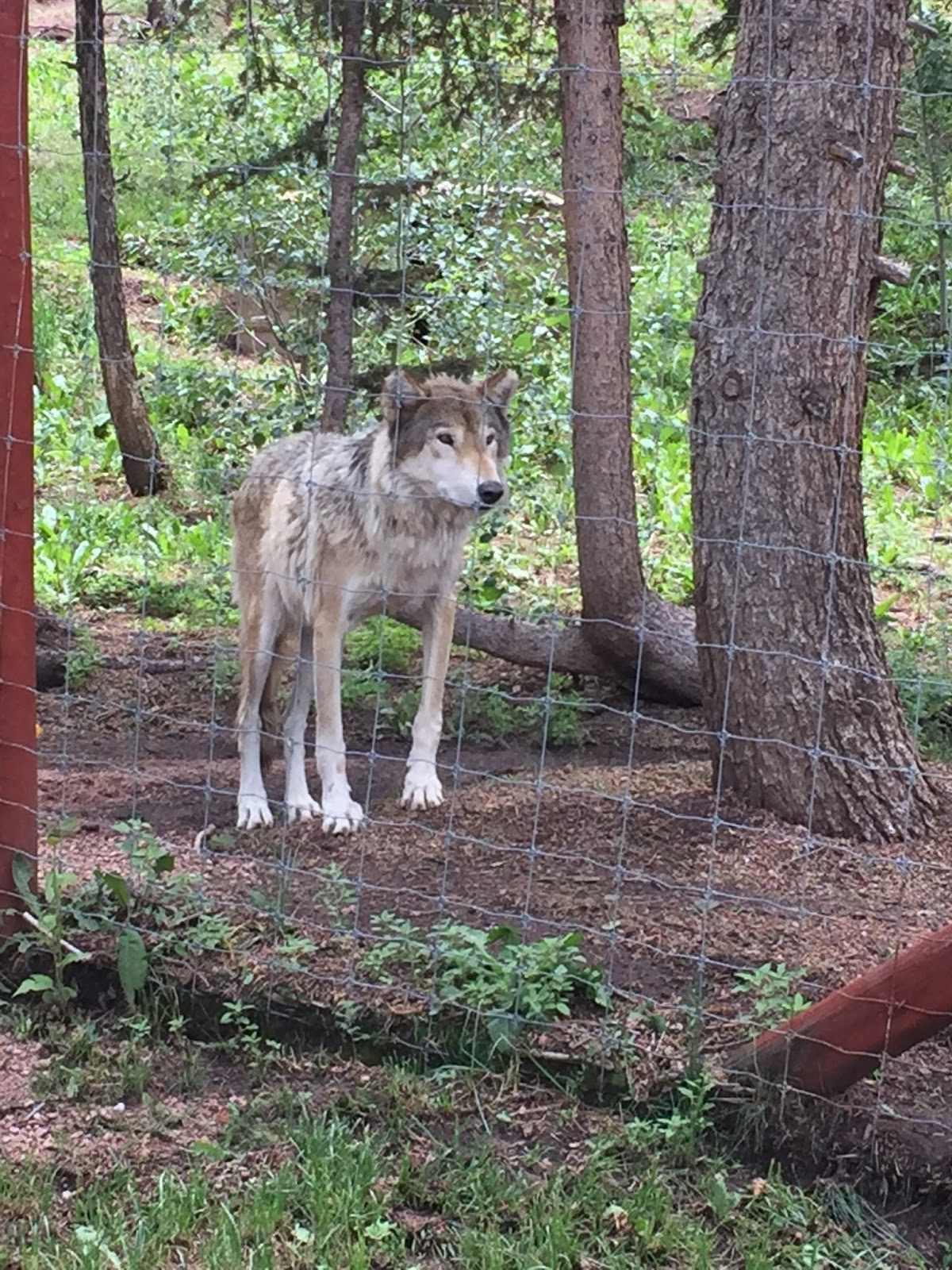 Coyote Rollers Blog: Colorado Wolf & Wildlife Center
