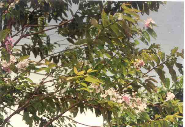 TANAMAN BUNGUR UNTUK OBAT ALTERNATIF | Tips Petani