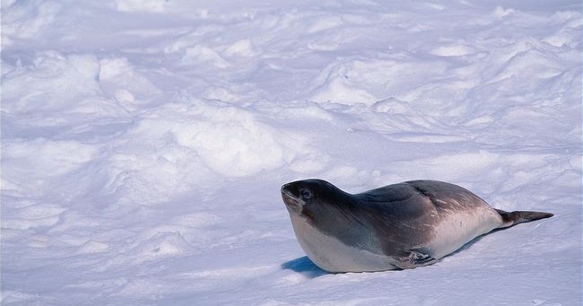Argentina nativa: Foca de Ross (Ommatophoca rossii)