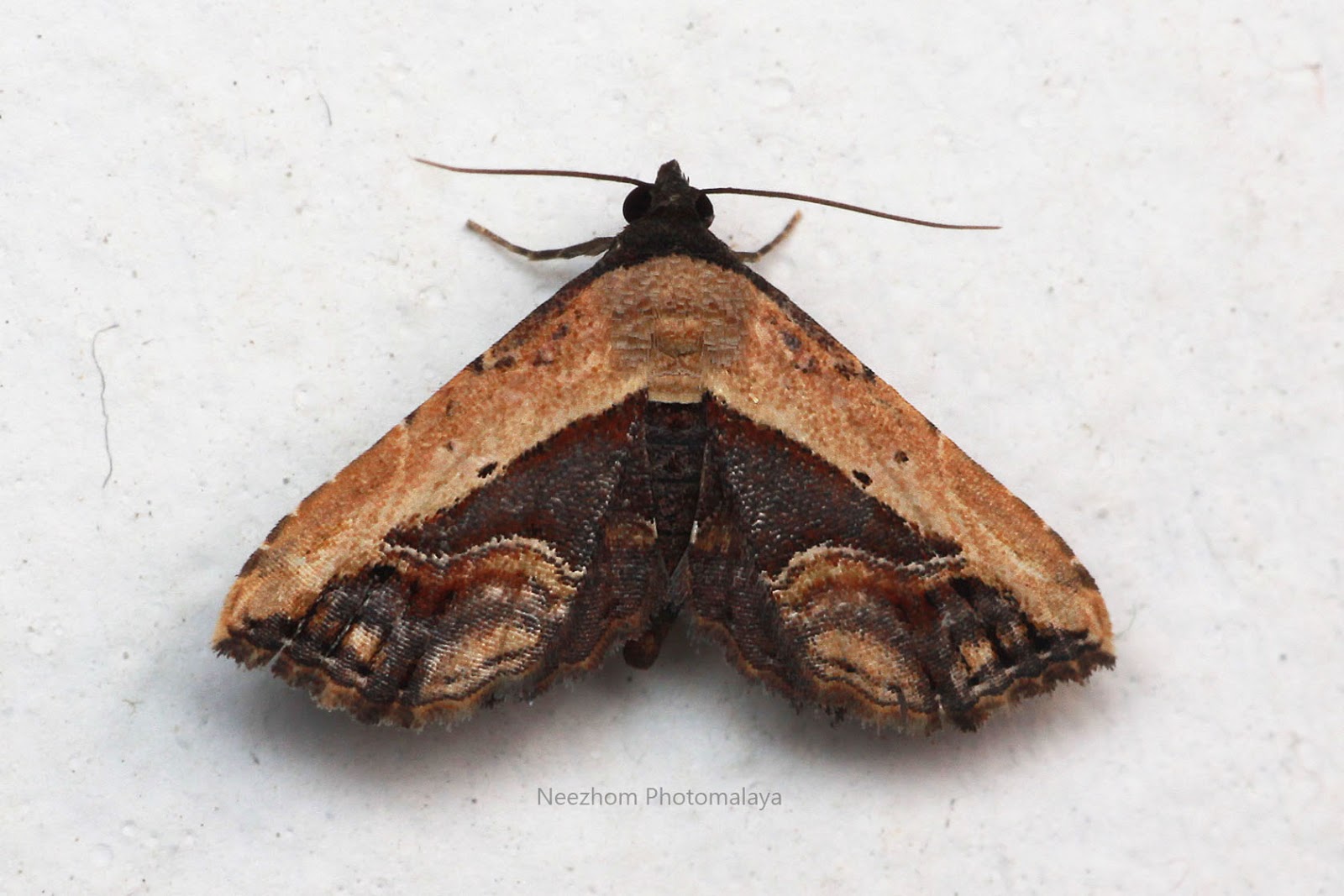 Moth wings patterns collection ~ Neezhom Photomalaya