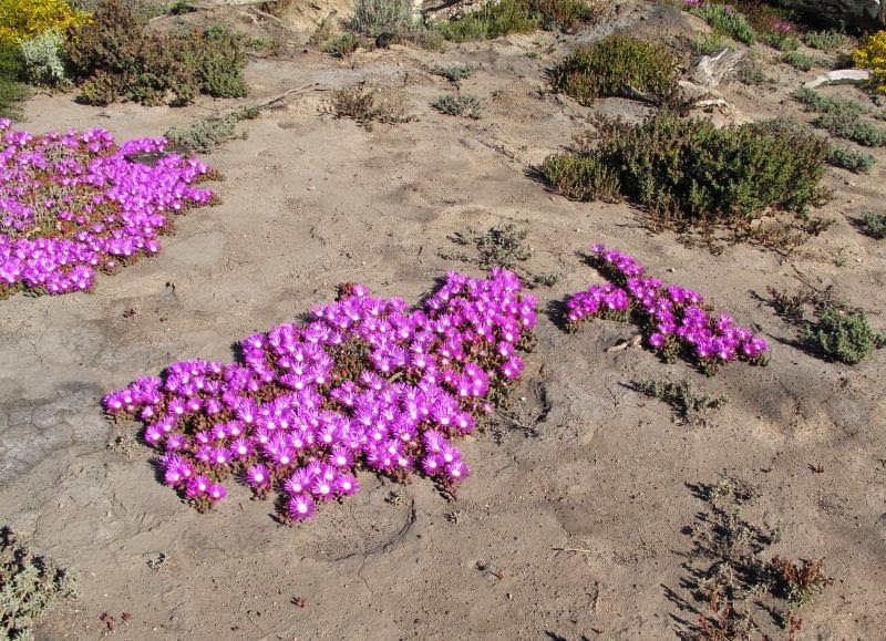 Esperance Wildflowers: Disphyma crassifolium subsp. clavellatum ...