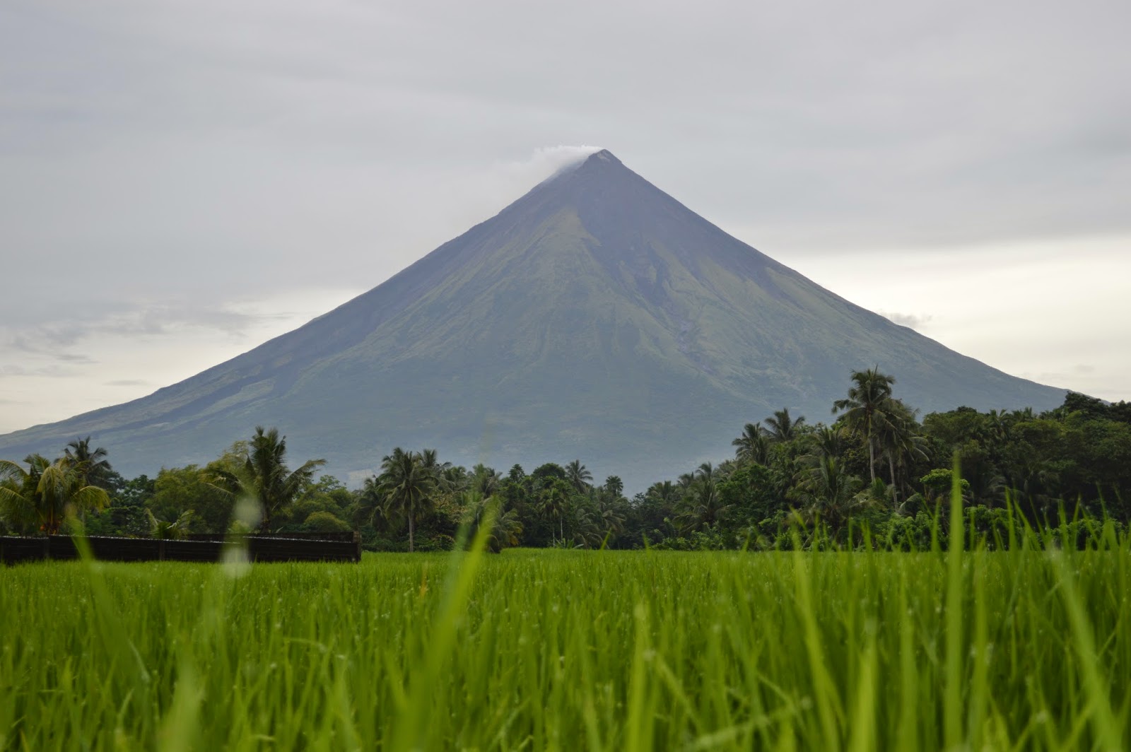 5 Reasons Why Mayon Volcano Rocks - Pinoy Bonsai