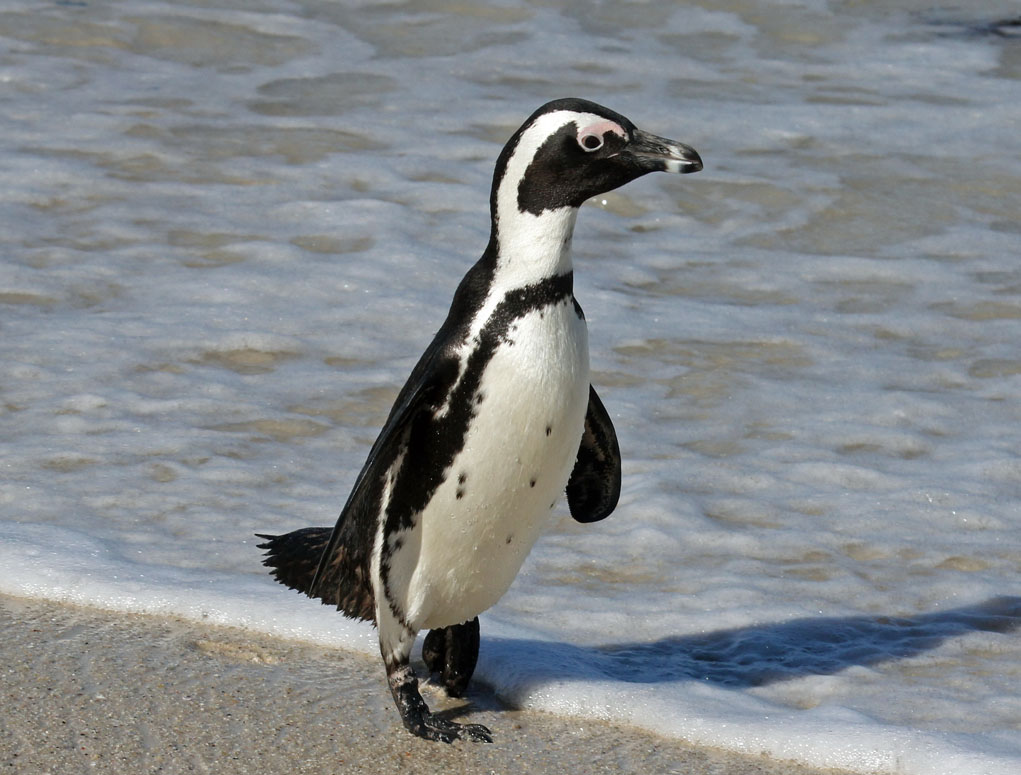 African Penguin | The Biggest Animals Kingdom