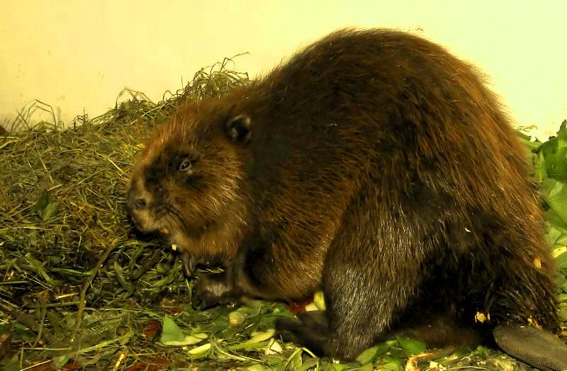 Jurnalul Venatorilor: Cea mai nouă monografie despre castorii din România