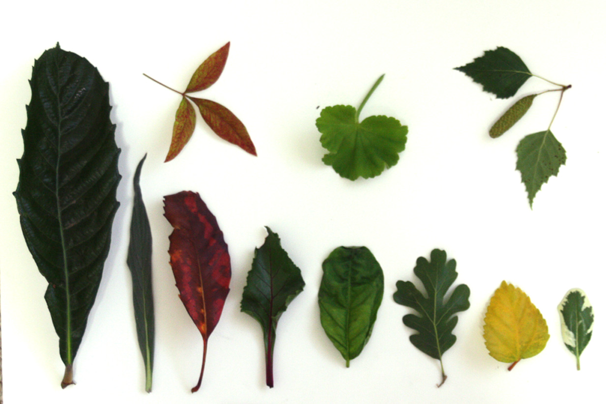 Art By Vreeke: SBA Assignment #3 Leaves