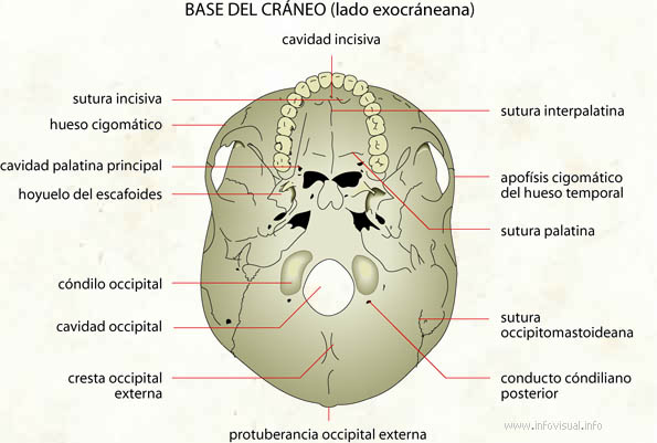 Osteología de cabeza y cuello