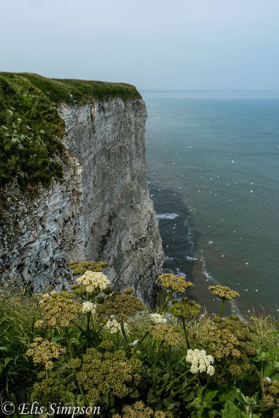 Rick Simpson Birding: A day out at Bempton Cliffs