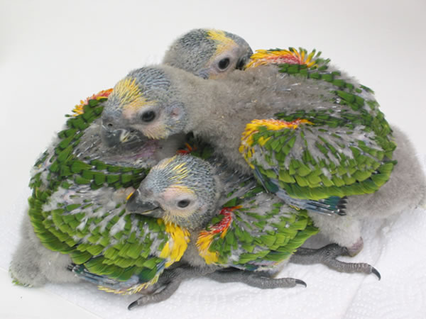 World of Birds: Amazon Parrots