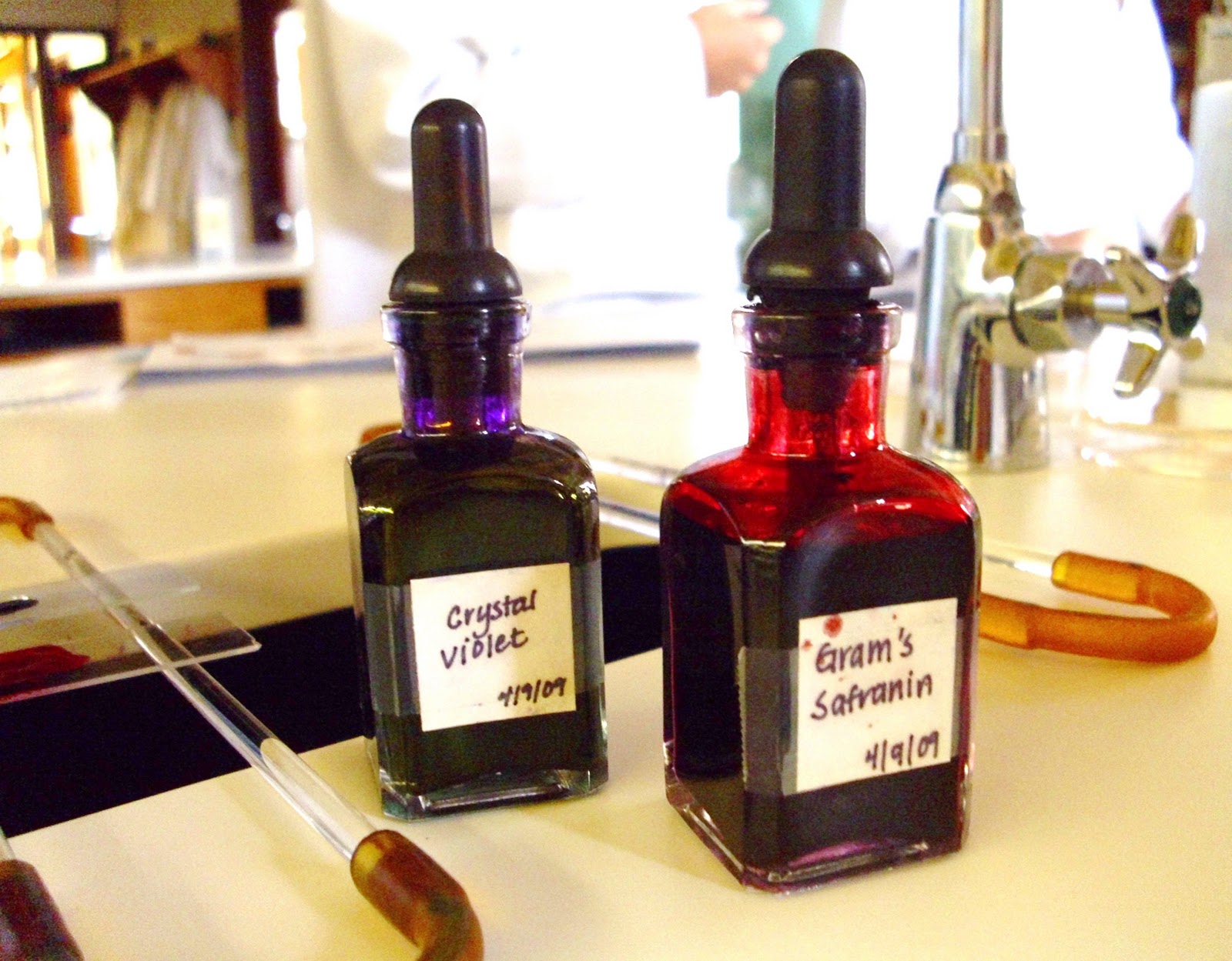 MicrobeDiscoveries: Simple Stain