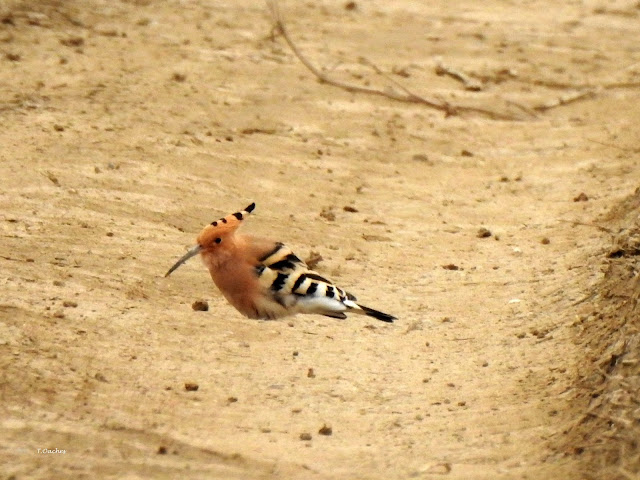 PASARI DIN ROMANIA: PUPAZA, Upupa epops