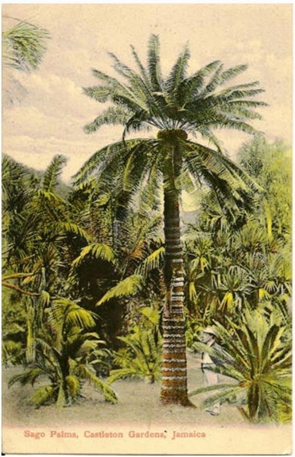 Castleton Gardens, Jamaica W.I.