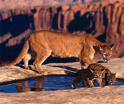 O Livro da Natureza: Puma