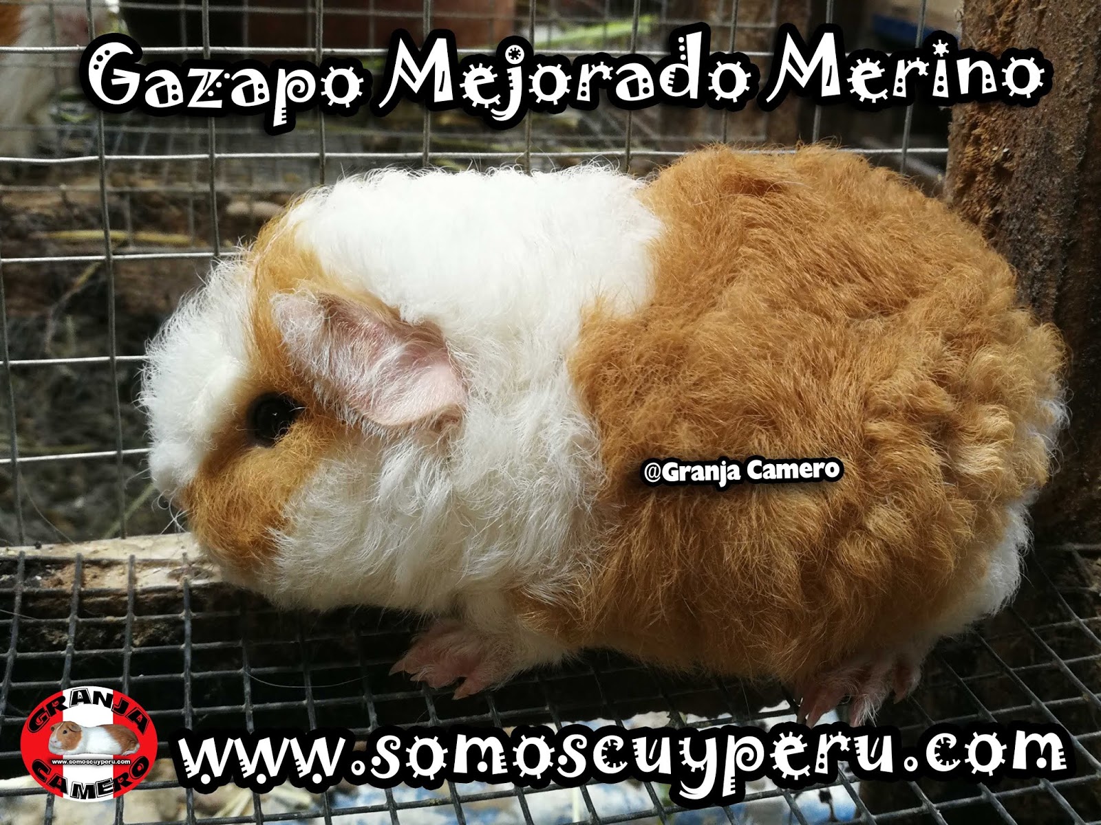 CUY LINEA MERINO ~ SOMOS CUY PERU