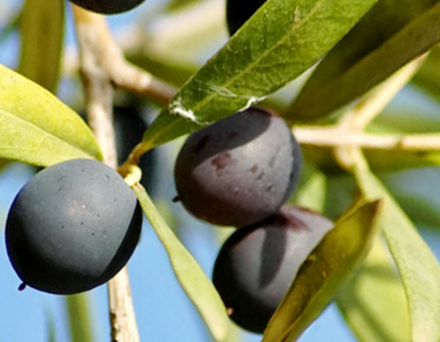 10 Manfaat Minyak Zaitun untuk Kesehatan dan Kecantikan Anda ~ One web id