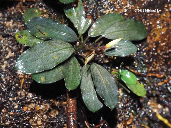 The rainforests of Borneo & Southeast Asia: Escape the tropical heat in ...